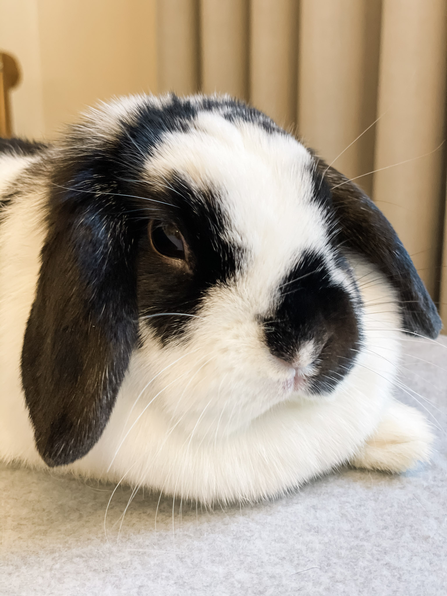 Happy New Beginning, AUTUMN & GIZMO! – New Beginnings Animal Rescue for ...