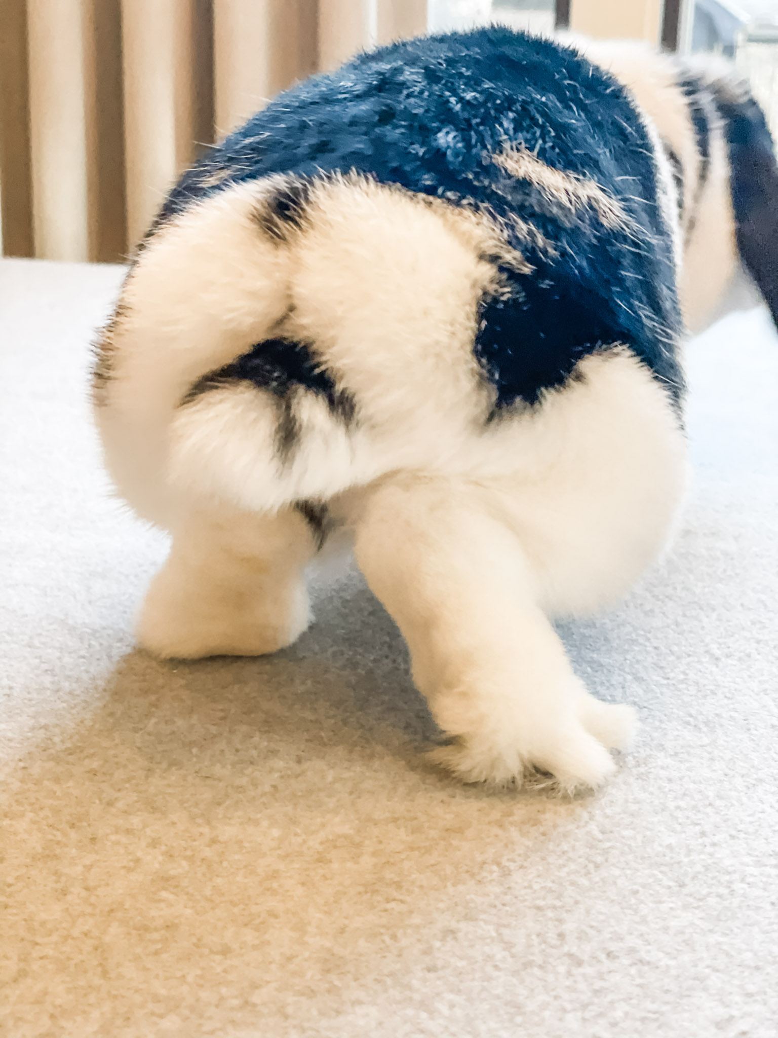 Happy New Beginning, AUTUMN & GIZMO! – New Beginnings Animal Rescue for ...