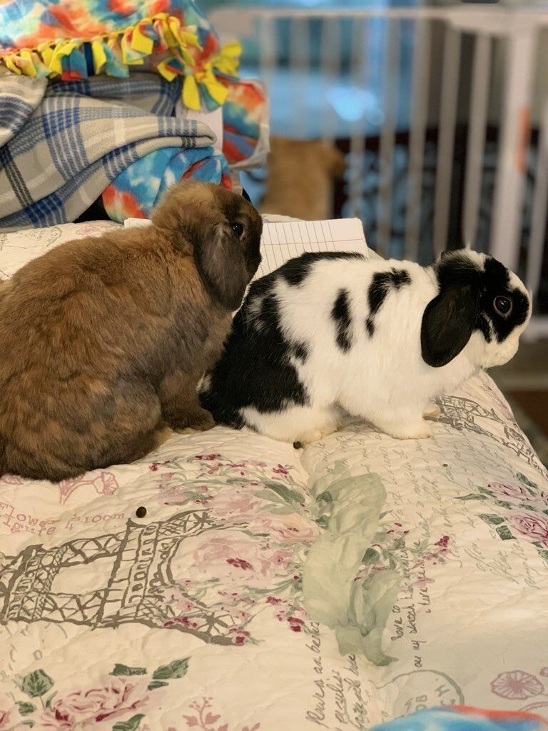 Happy New Beginning, AUTUMN & GIZMO! – New Beginnings Animal Rescue for ...