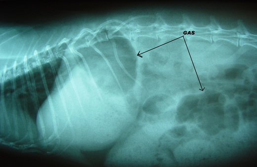 Gastro-Intestinal (GI) Stasis – New Beginnings Animal Rescue for Rabbits