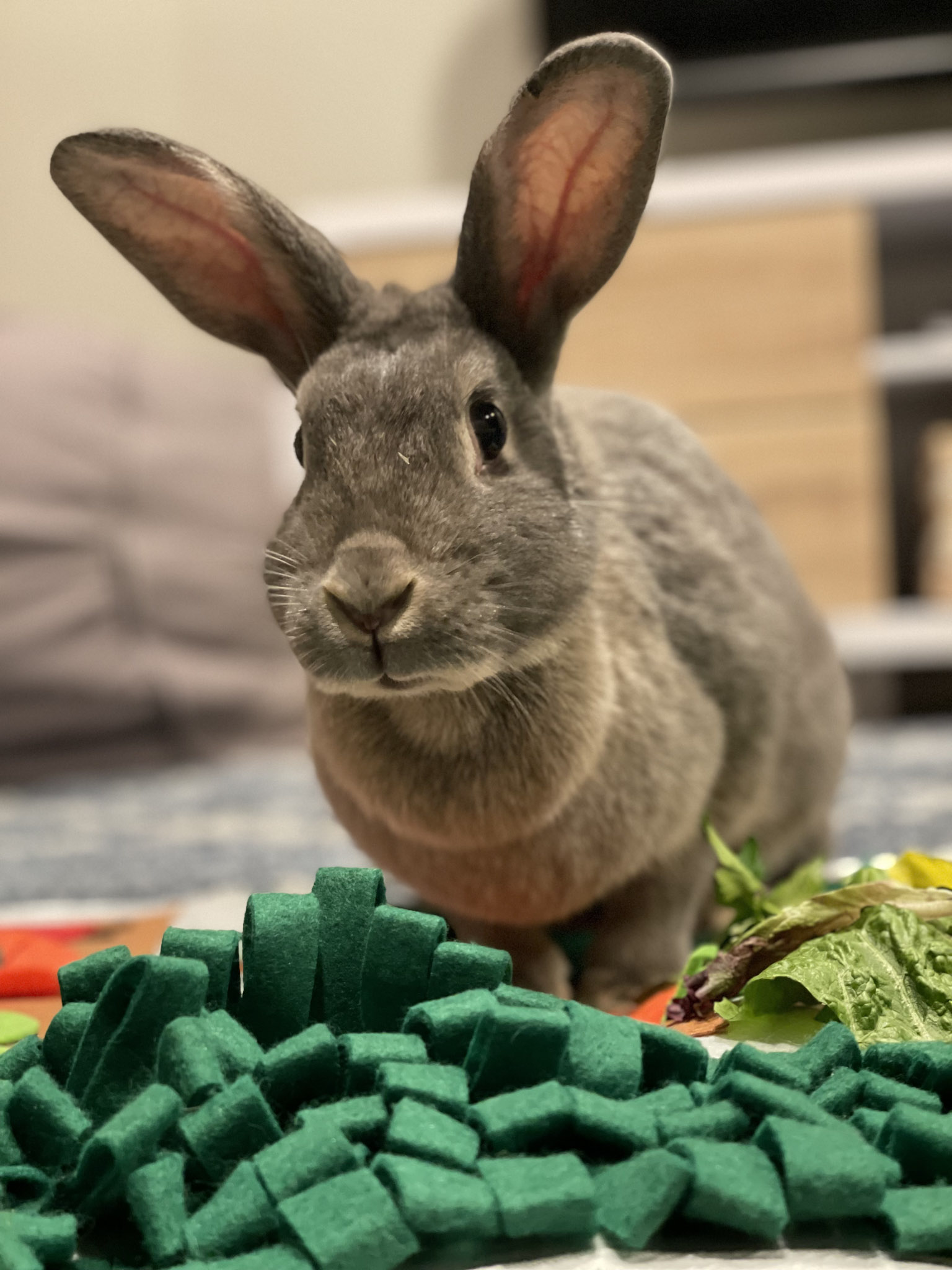 Frequently Asked Questions – New Beginnings Animal Rescue for Rabbits