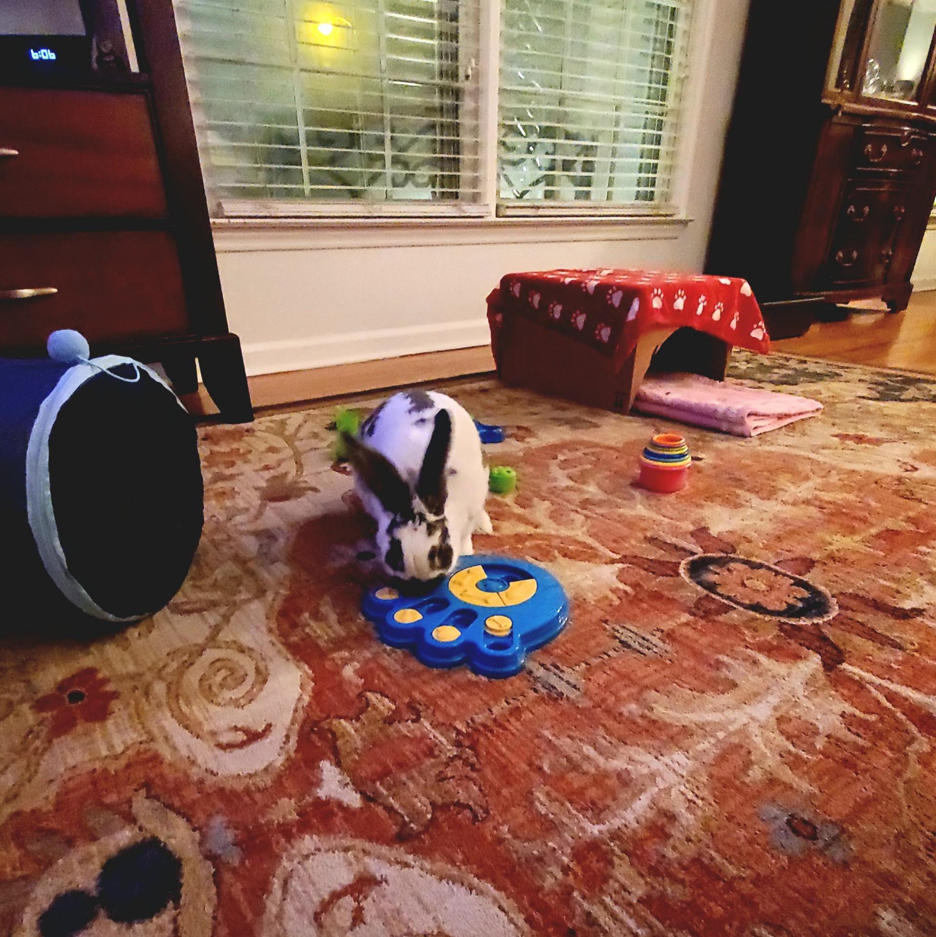 BINDI – New Beginnings Animal Rescue for Rabbits