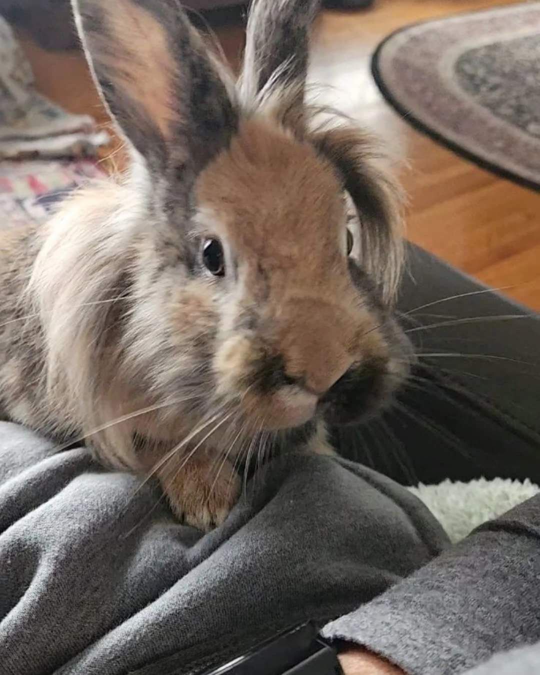 Our Rabbits – New Beginnings Animal Rescue for Rabbits