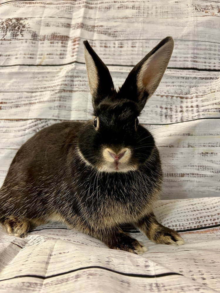 Our Rabbits – New Beginnings Animal Rescue for Rabbits