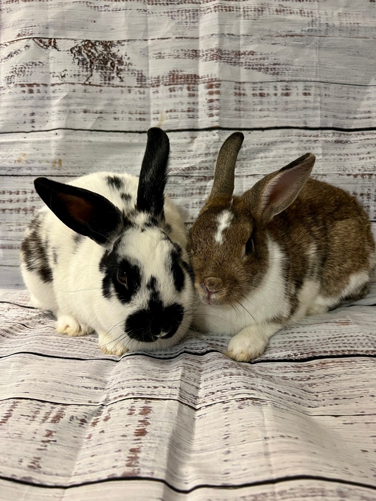 Our Rabbits – New Beginnings Animal Rescue for Rabbits