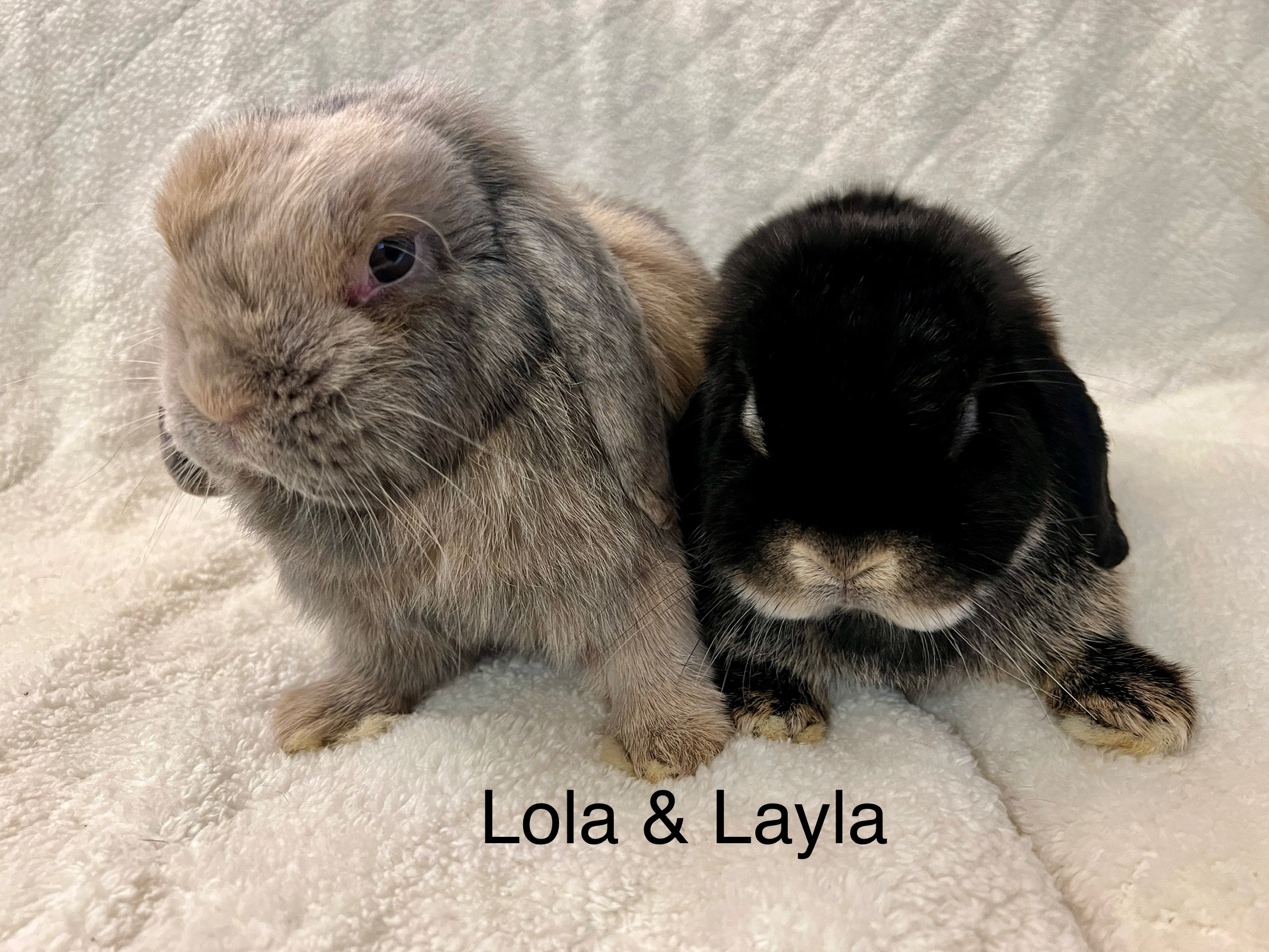 Lola and Layla – New Beginnings Animal Rescue for Rabbits
