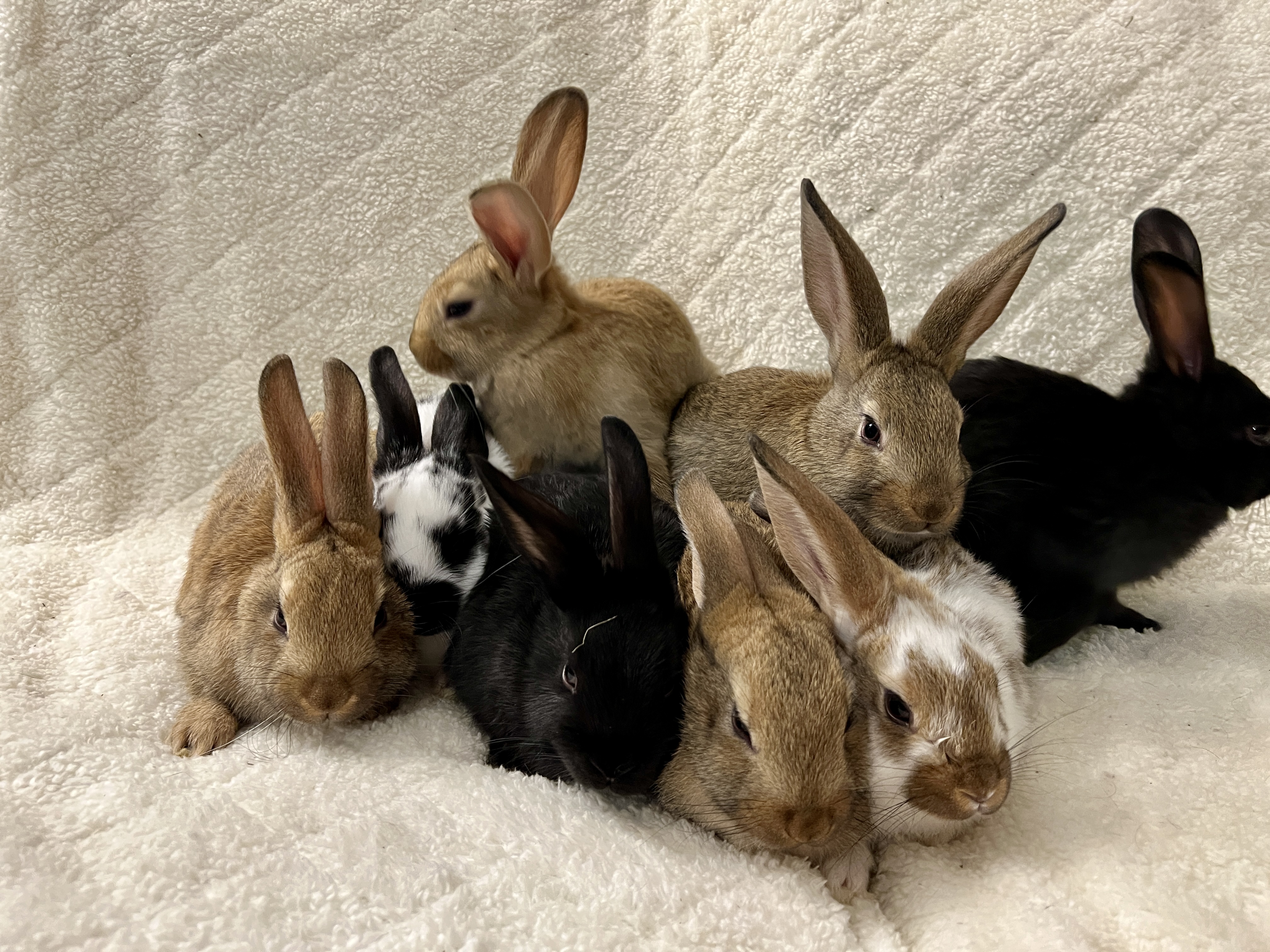 LEXI – New Beginnings Animal Rescue for Rabbits